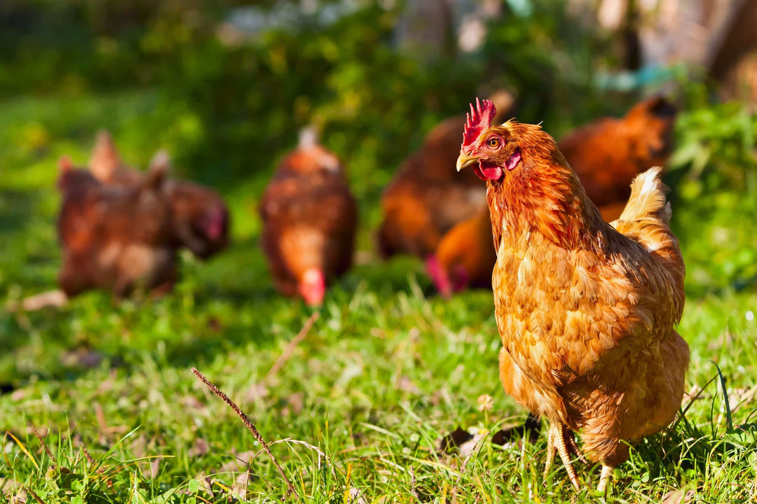 Offrez une seconde vie aux poules de réforme - Cot Cot House
