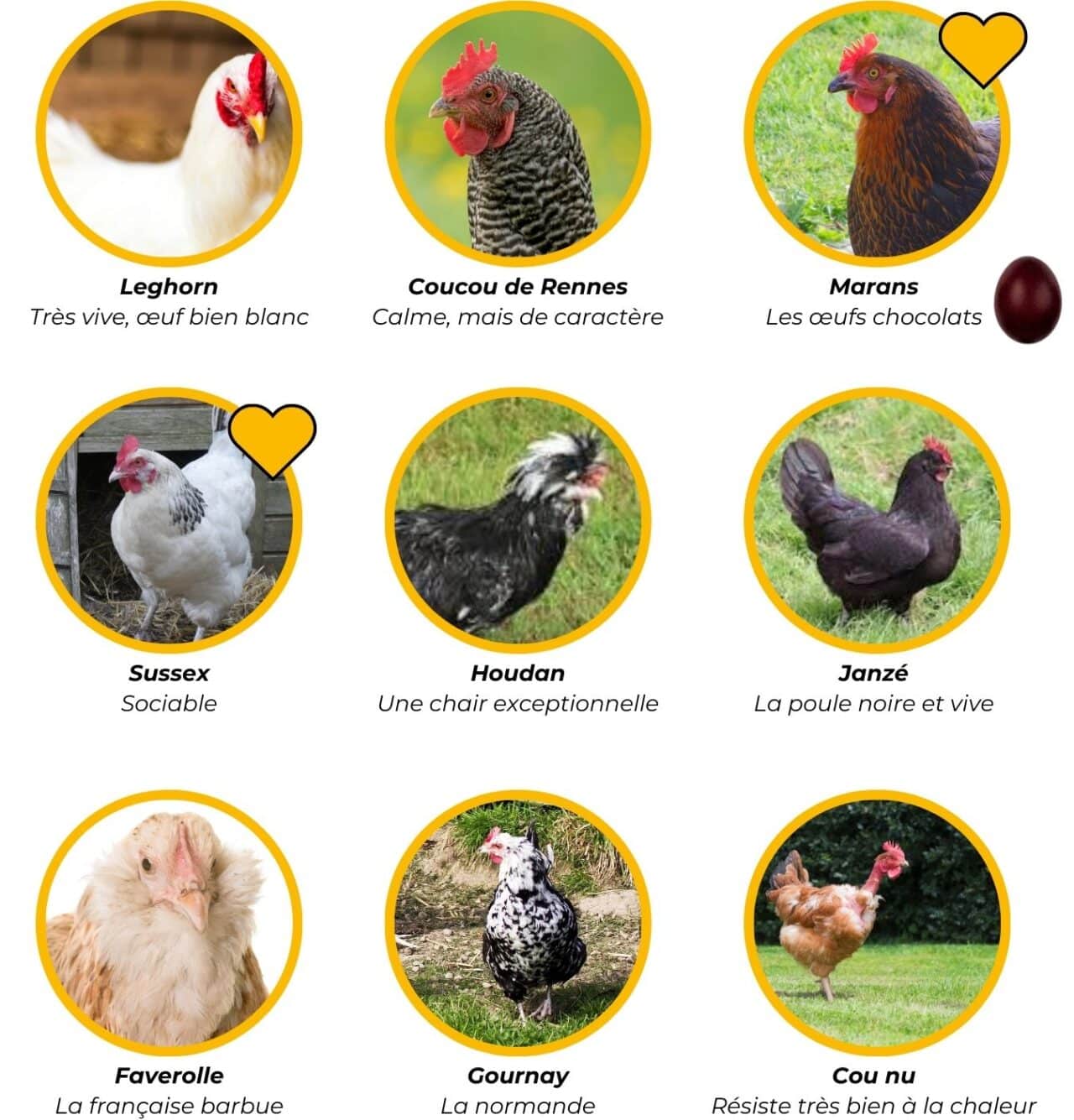 Quelle race de poule choisir ? Les différentes races de poules - Cot ...
