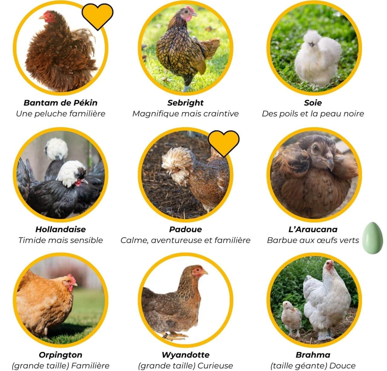 Quelle race de poule choisir ? Les différentes races de poules - Cot ...