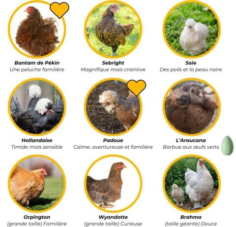 Quelle race de poule choisir ? Les différentes races de poules - Cot ...