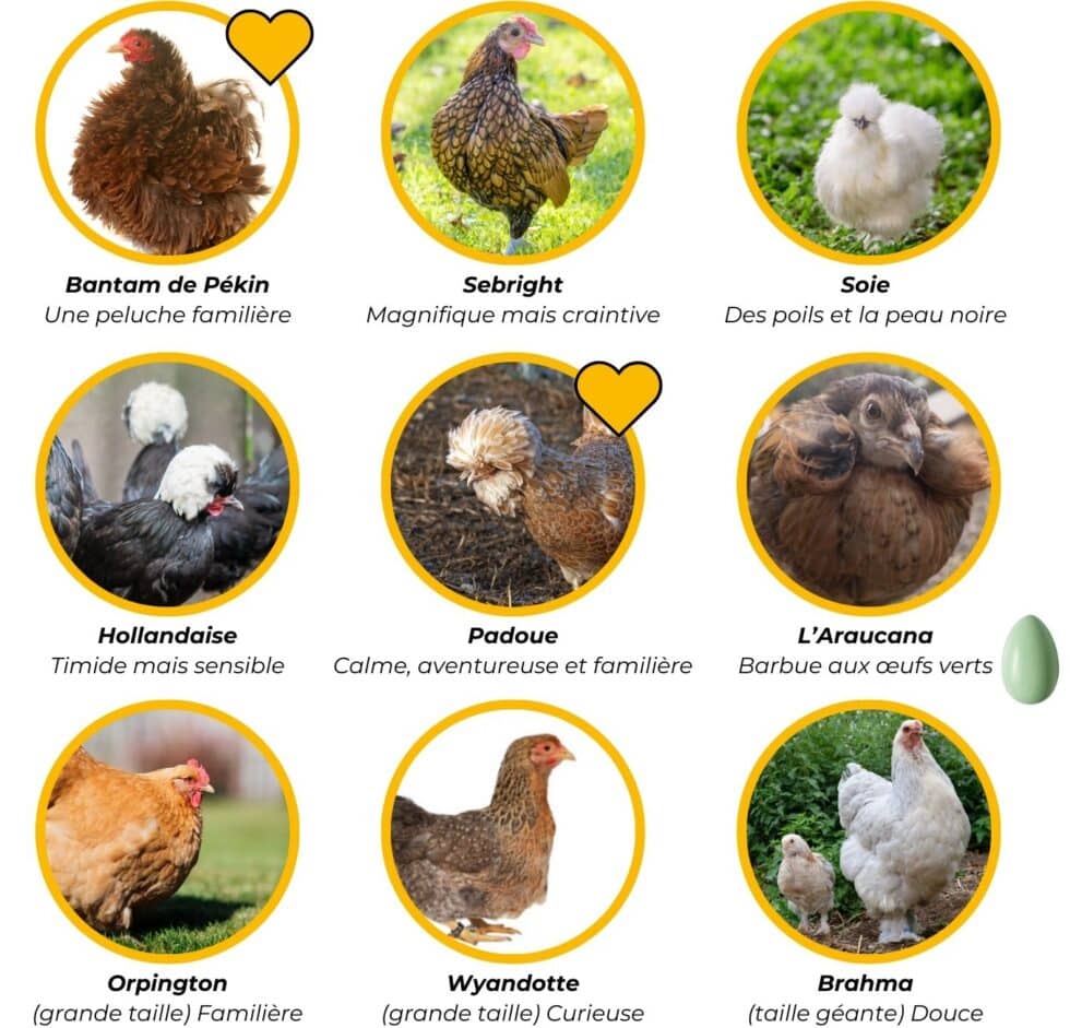 Quelle race de poule choisir ? Les différentes races de poules - Cot ...